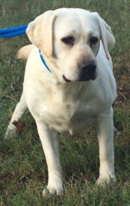 White Lab Puppies