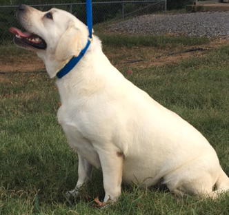 White Lab Puppies