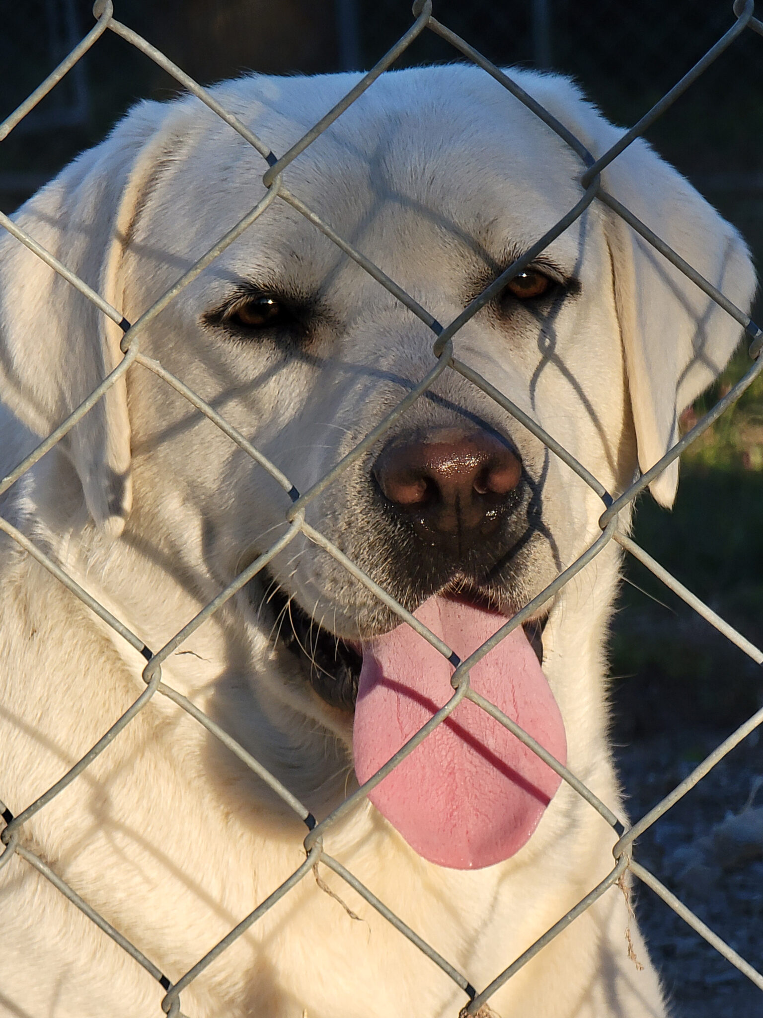 White Lab Puppies