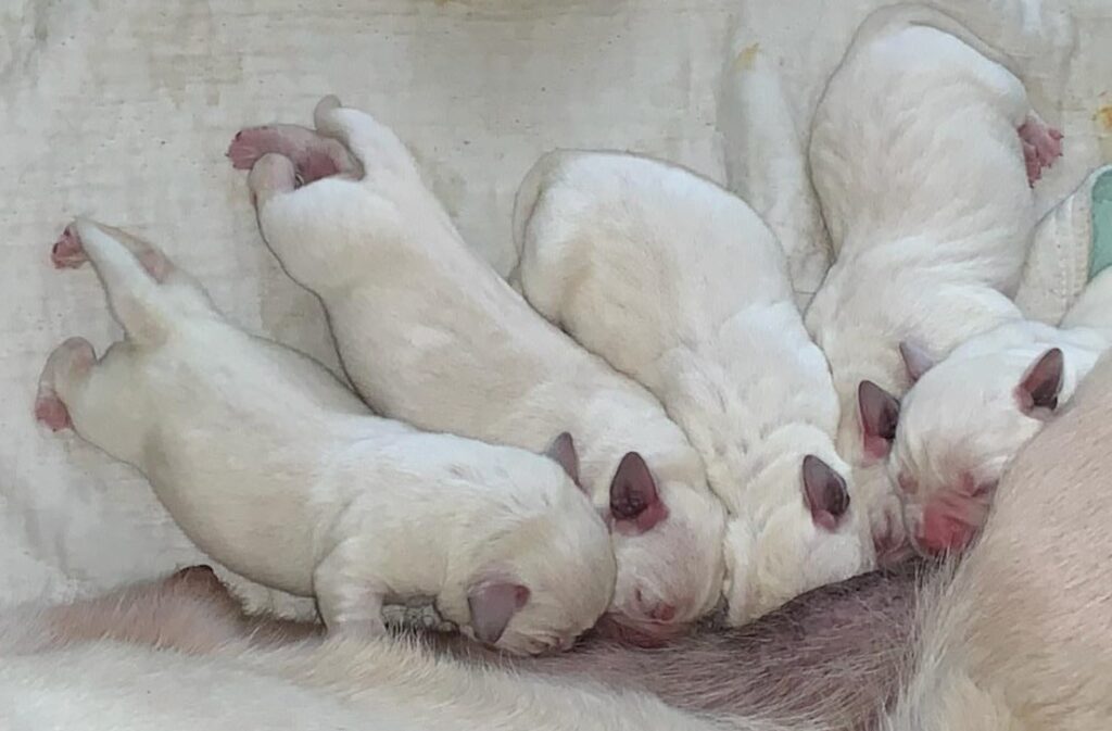 White Lab Puppies
