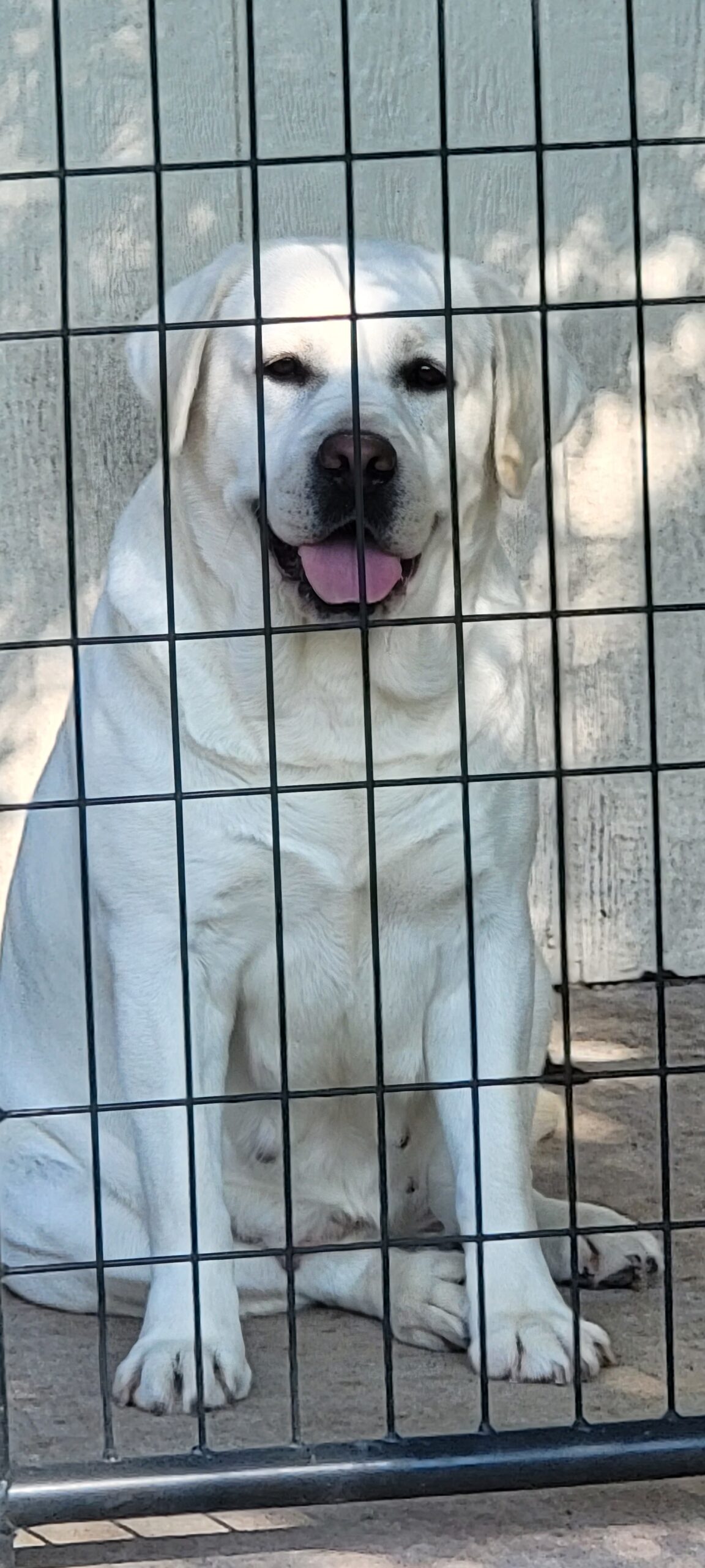 White Lab Puppies