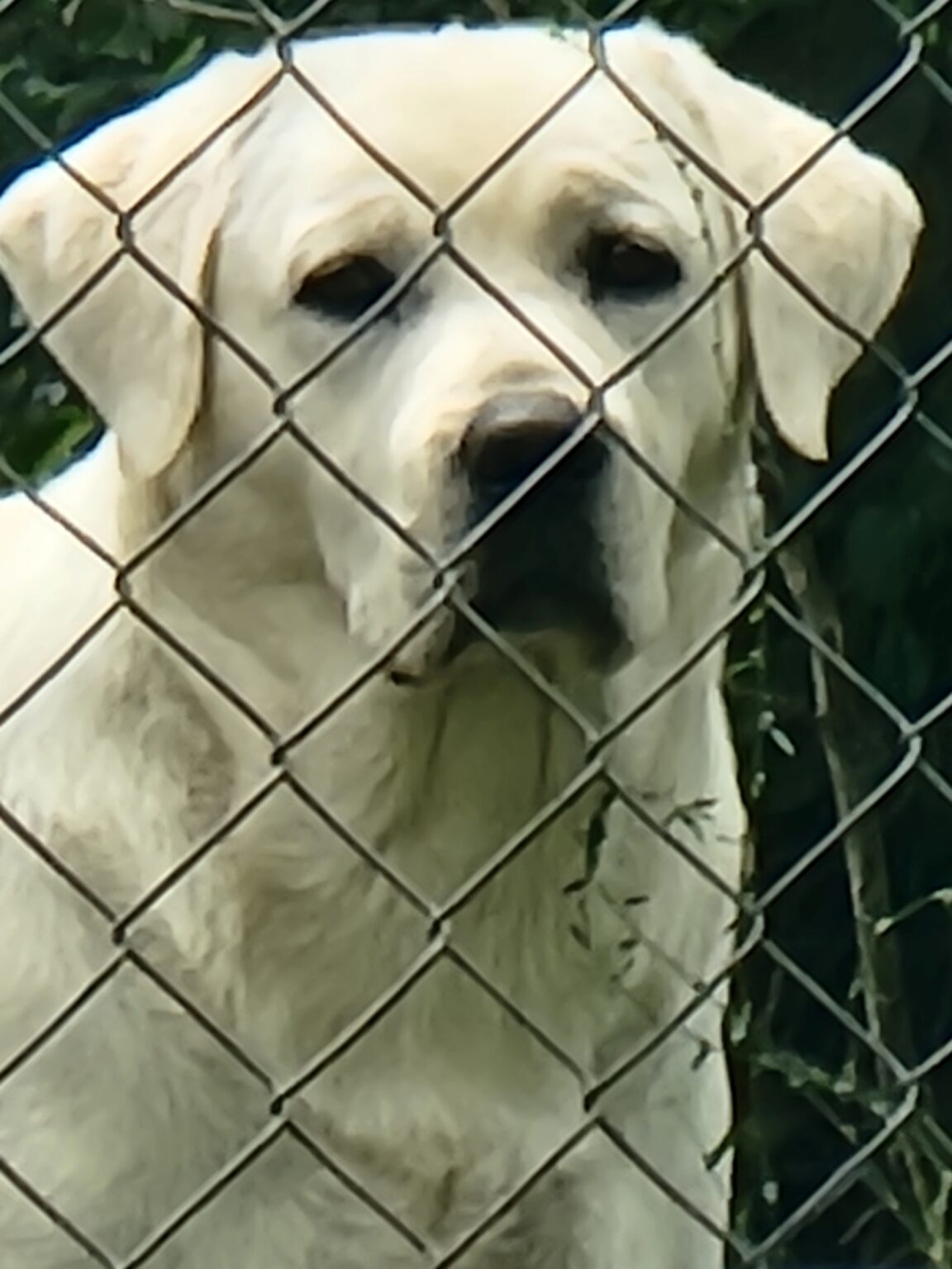 White Lab Puppies
