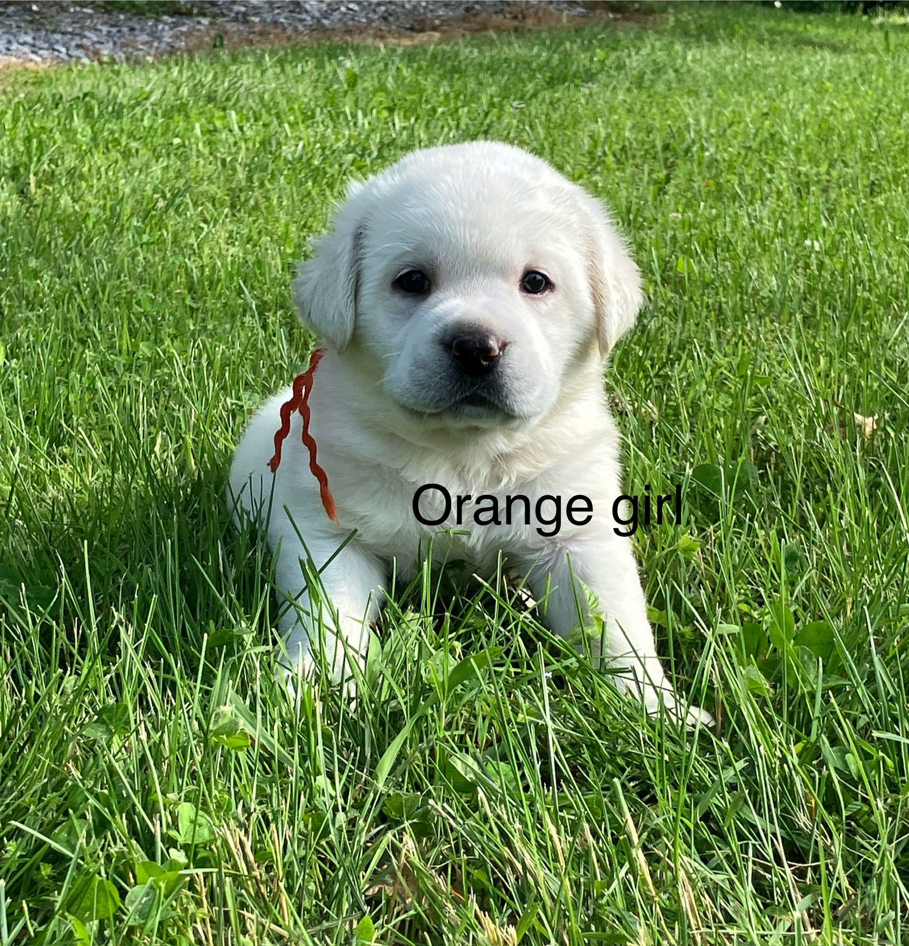White Lab Puppies