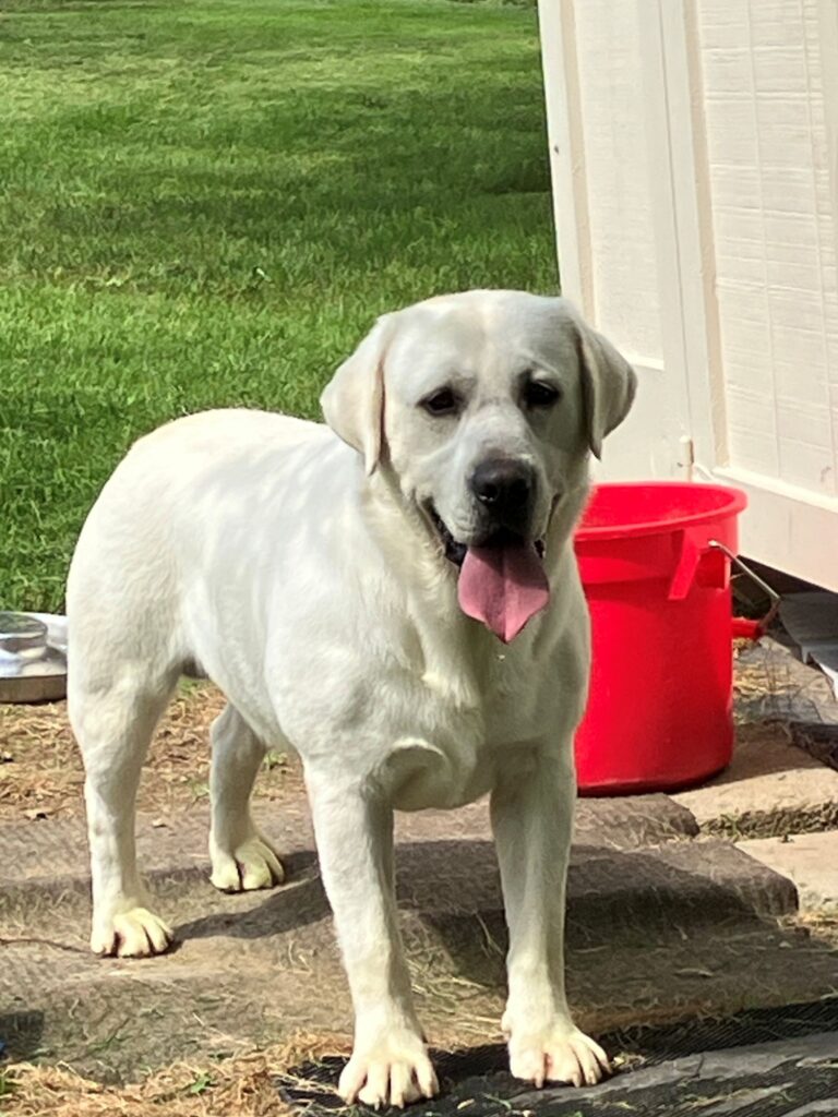 White Lab Puppies