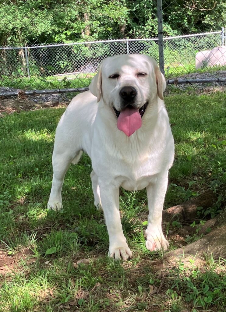 White Lab Puppies